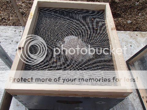 The quality of queens raised from emergency cells? | Beesource Beekeeping Forums